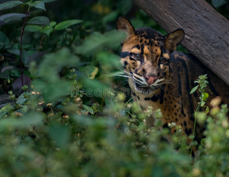 Clouded Leopard stock image. Image of clouded, predator - 22777993