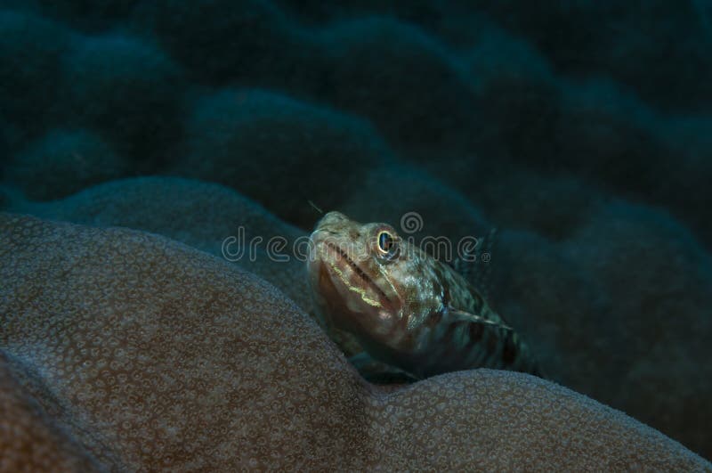 152 Philippenes Spain Stock Photos - Free & Royalty-Free Stock Photos ...