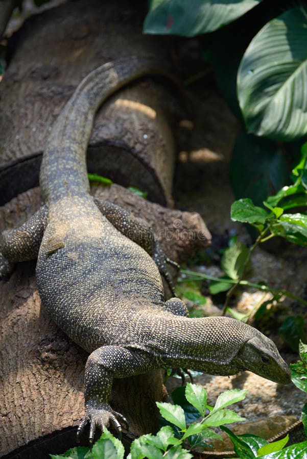 Clouded monitor lizard stock image. Image of nature, park - 48486957