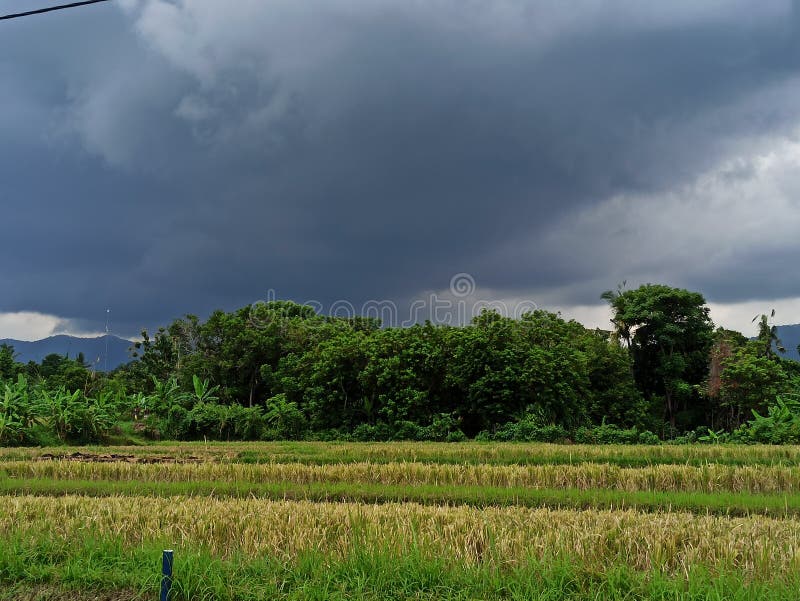 Cloudy over the rice field stock photo. Image of green - 181479594
