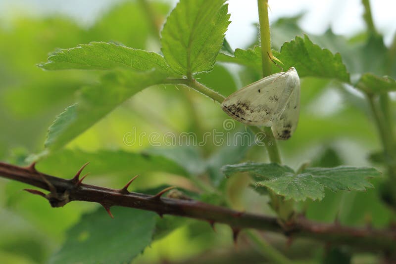 Clouded silver moth stock image. Image of insect, leaf - 256891151