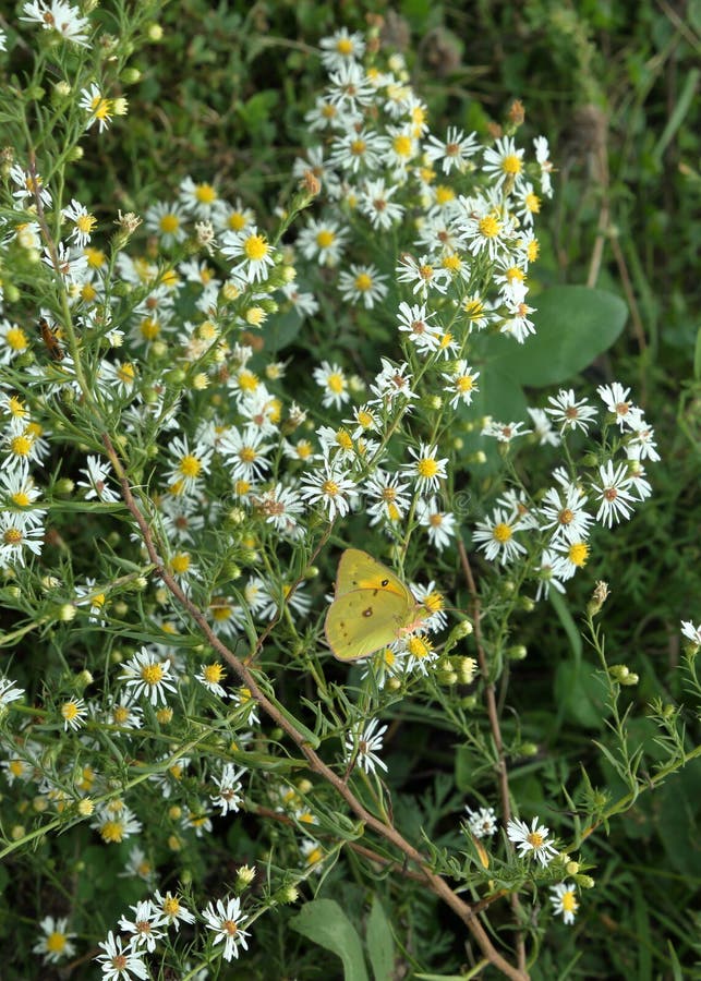 Clouded Yellow Skipper Butterfly Stock Photo - Image of sulphers ...