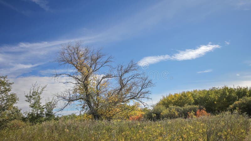Saskatchewan Prairie Landscape with Old Dying Trees Stock Photo - Image ...