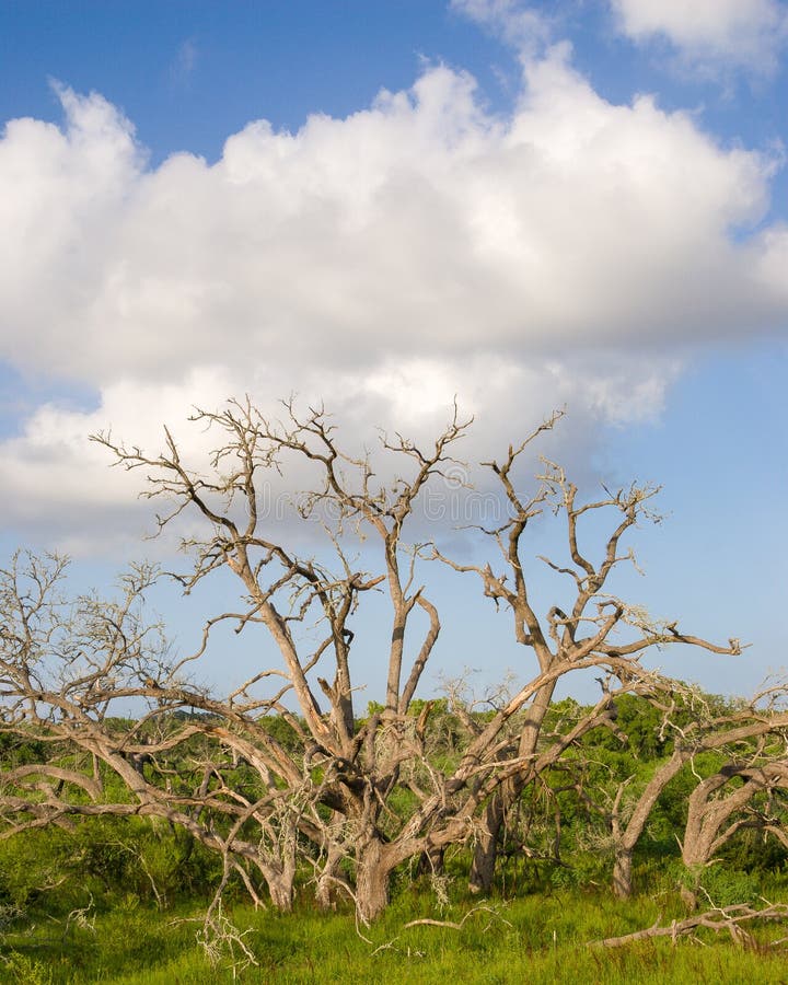 Clouds Behind Some Dead Trees and Grasses Stock Photo - Image of ...