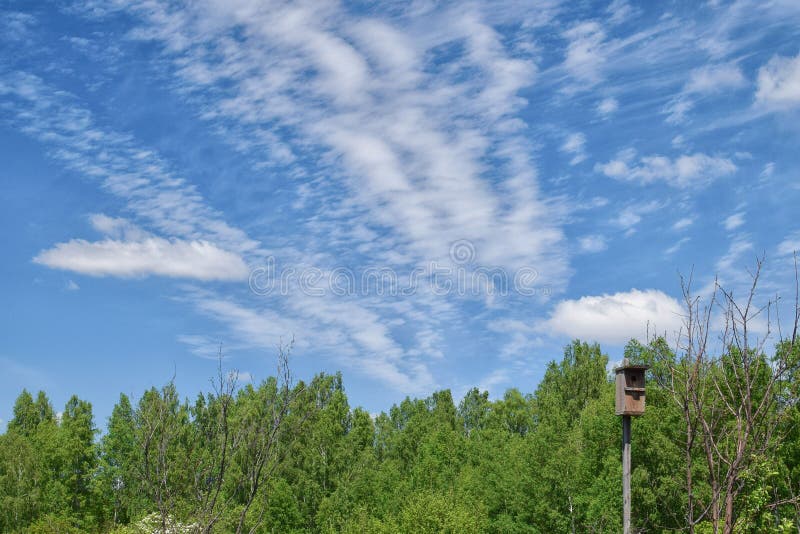 Clouds on the Blue Sky Over the Forest at Summer Stock Photo - Image of ...