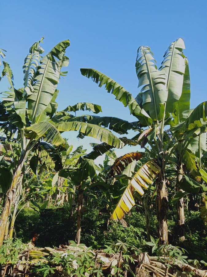 The Clouds are Blue, the Weather is Bright, and the Trees are Green ...