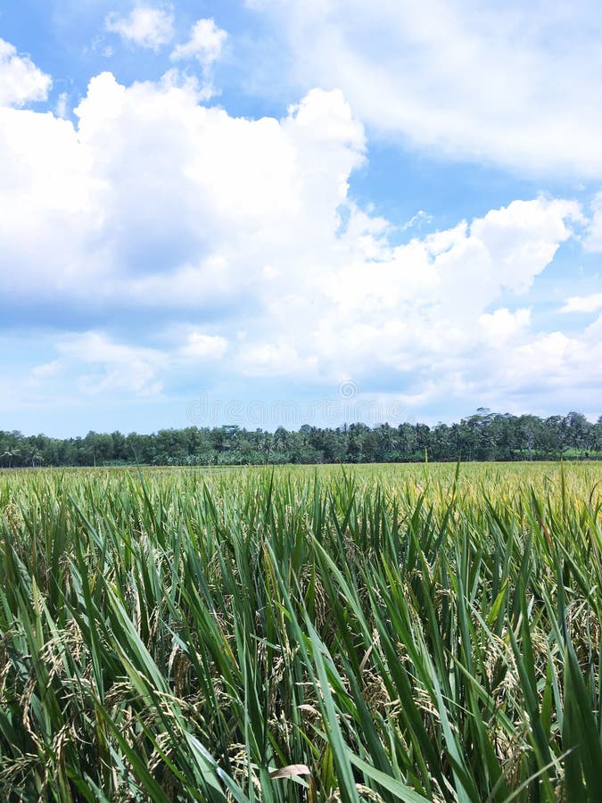 Cheerful Clouds Over the Bluffs Stock Photo - Image of lake, juniper ...