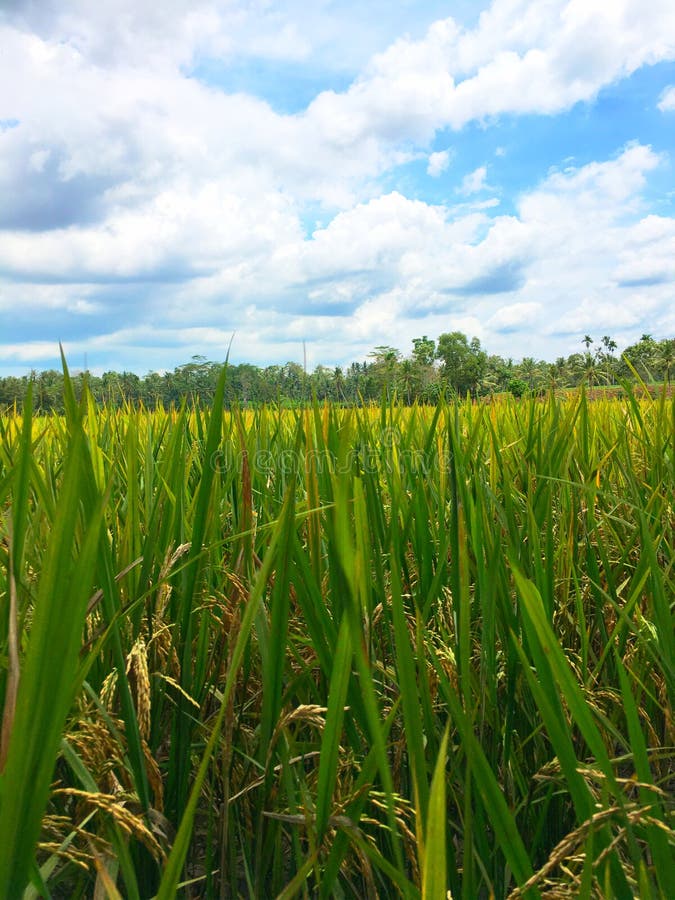 Cheerful Clouds Over the Bluffs Stock Photo - Image of lake, juniper ...