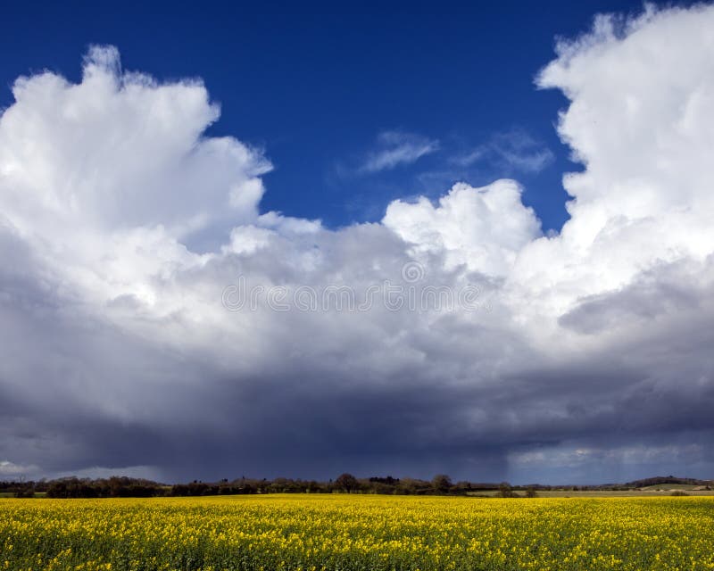 Clouds and Distant Rain Over a Field of Rapeseed in Norfolk, UK Stock ...
