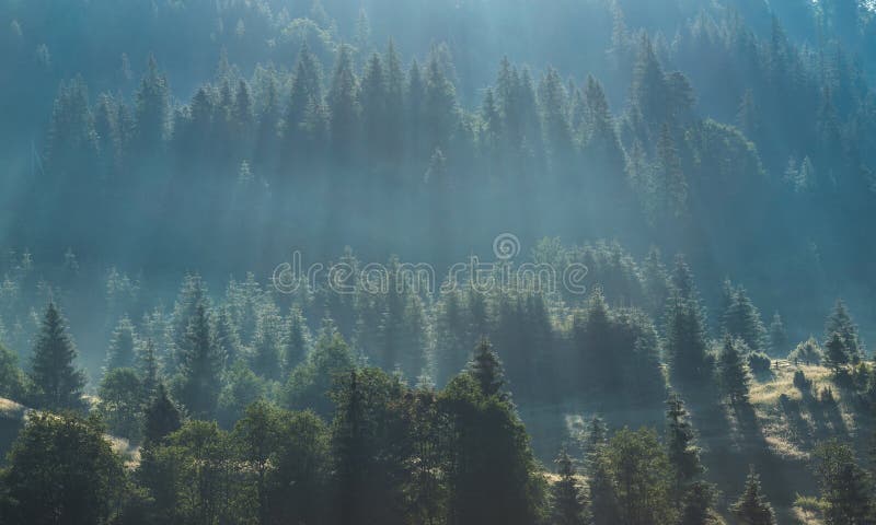 Fog over pine tree forest stock image. Image of conifer - 98508351