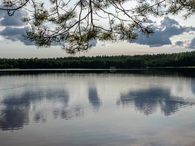 Clouds and Forest Reflecting Stock Image - Image of flied, reflection ...