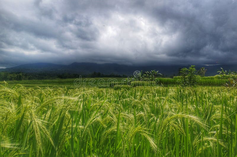 Dramatic Sky Over Rice Fields Stock Image - Image of dramatic, storm ...
