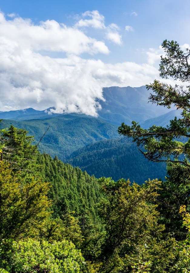 Hurricane Ridge Landscape 6 Stock Image - Image of forest, state: 231300637