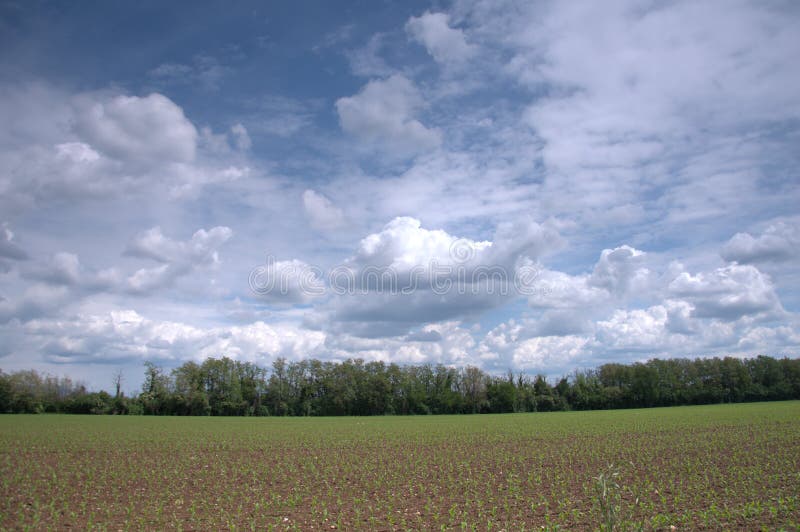 Mais field with cloudy sky stock image. Image of cereal - 225163765