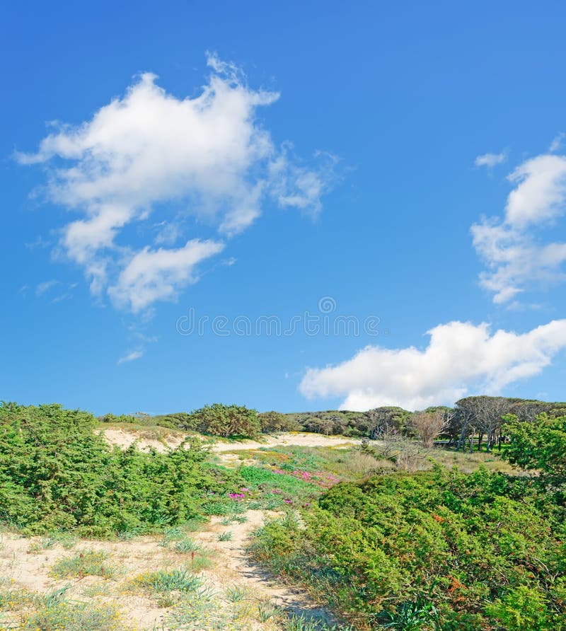Clouds and Mediterranean Scrub Stock Image - Image of leaves, flora ...