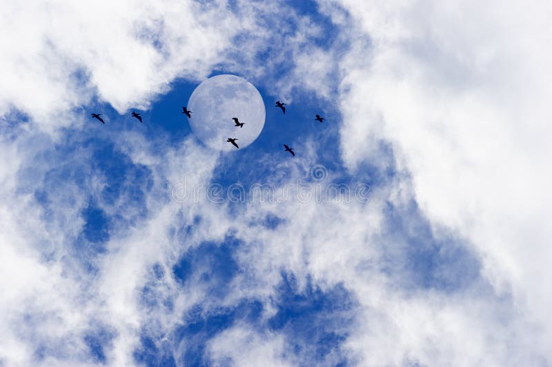 Clouds Moon Birds stock image. Image of moon, clouds - 81669547