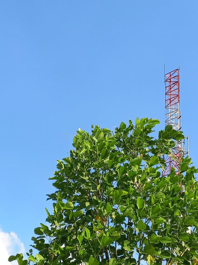 The Tree Grows Up almost through the Tower Electricity Stock Image ...