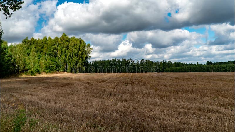 Forests, Fields and Meadows of Podlasie Stock Footage - Video of nature ...