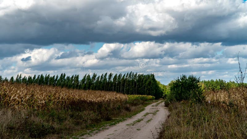 Forests, Fields and Meadows of Podlasie Stock Footage - Video of nature ...
