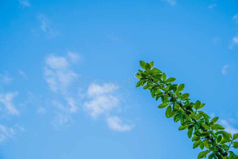 Clouds Near Sunset before Rain Blue Sky Stock Image - Image of cloud ...