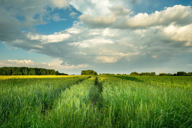 Clouds Over a Field with Green Grain Stock Image - Image of meadow ...