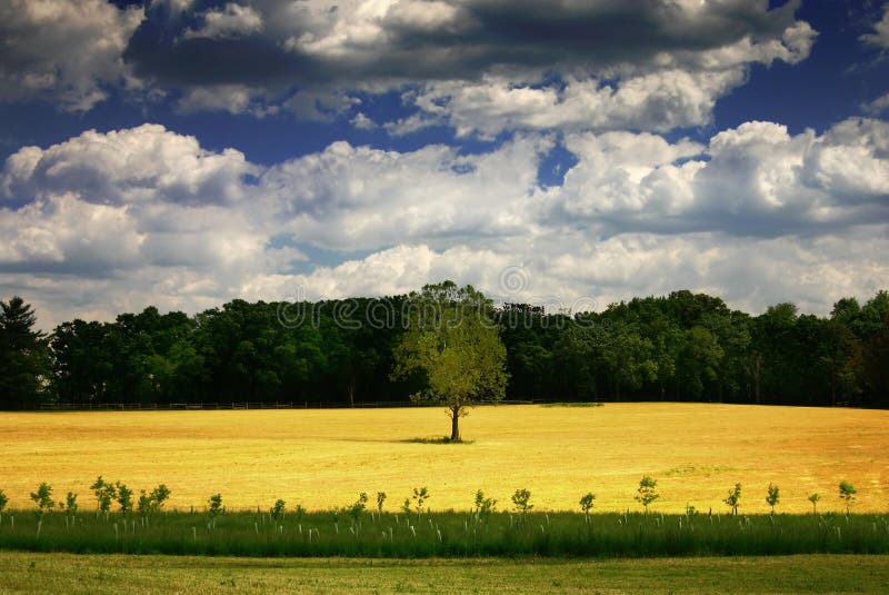 Lone Tree In A Field Picture. Image: 1529246