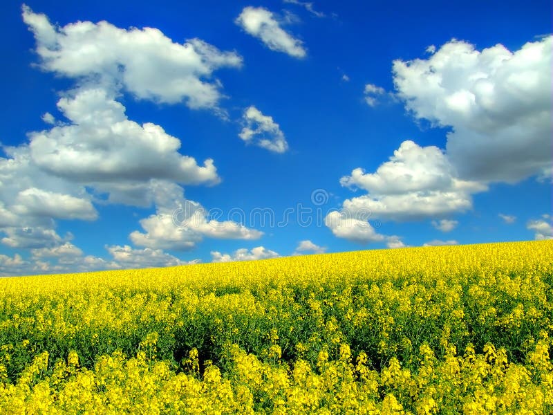 Clouds over the field of stock image. Image of countryside - 8895079