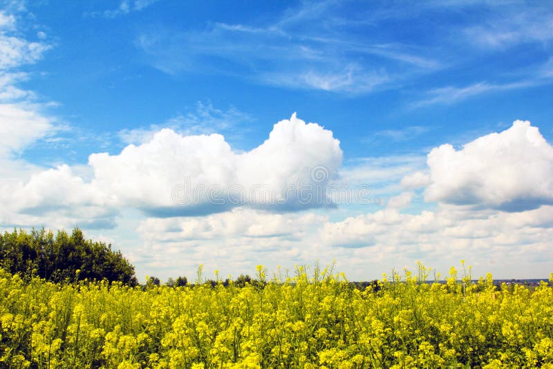 Clouds over the field. stock image. Image of flower, horizontal - 36177767