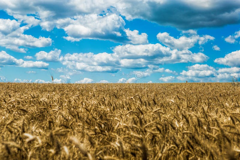 Clouds over the field stock image. Image of wheat, beautiful - 98976073