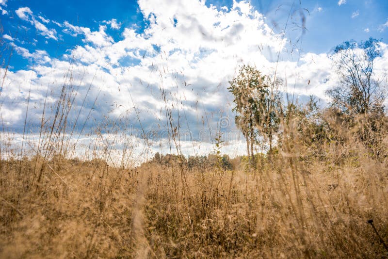 11,270 Overgrown Field Stock Photos - Free & Royalty-Free Stock Photos ...