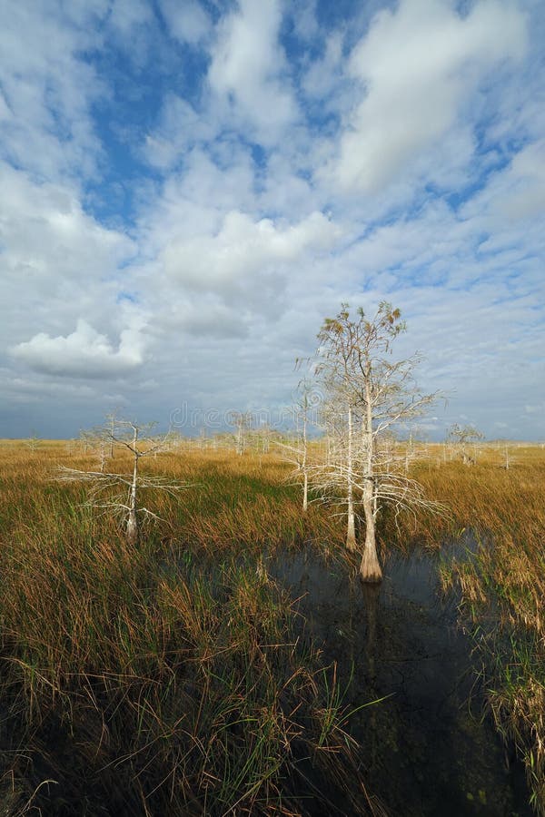 Clouds Over Sawgrass Prairie in Everglades National Park. Stock Photo ...