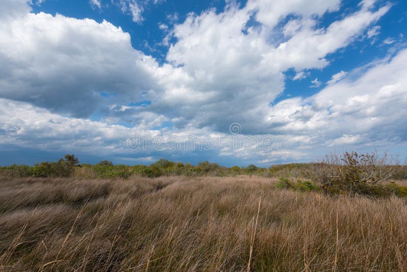 Blue Sky with Clouds Over the Marsh Stock Image - Image of reed, nature ...