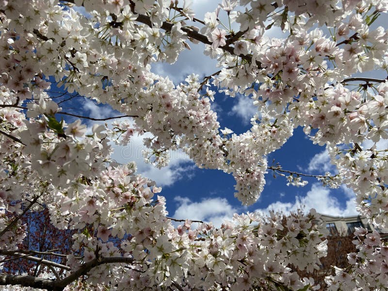 Clouds and Pretty Cherry Blossoms in Spring in March Stock Image ...