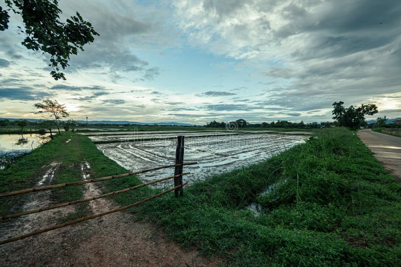 Clouds and Rain Storm Over the Rice Field Stock Photo - Image of ...