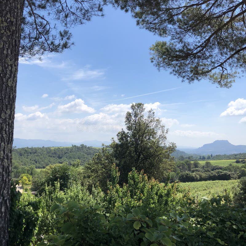 Trees in Southern France stock photo. Image of france - 119654272