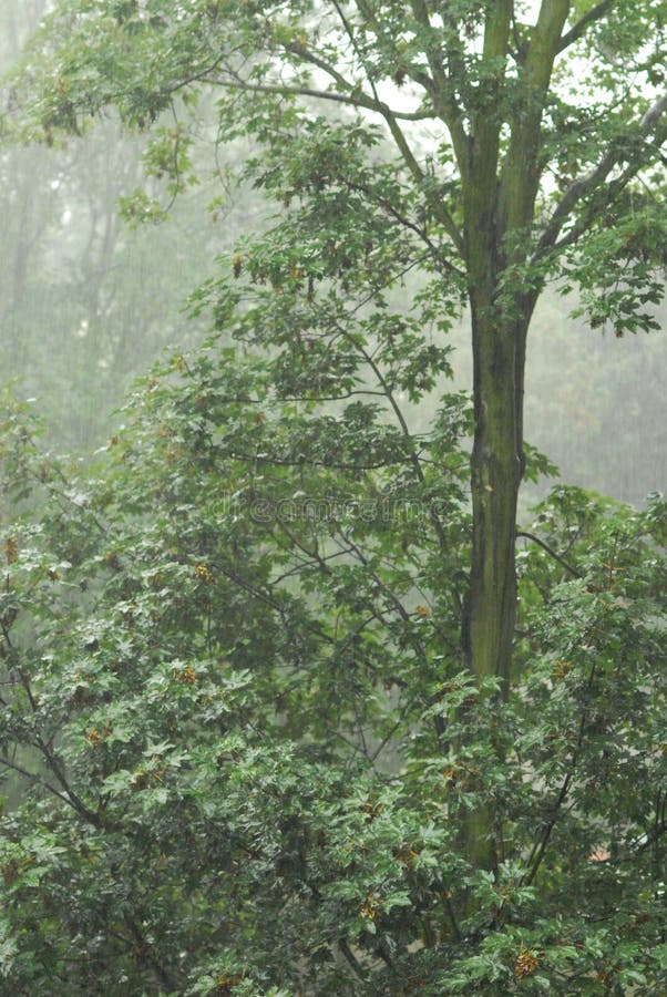 Clouds snaps stock photo. Image of nature, leaves, tree - 13830302