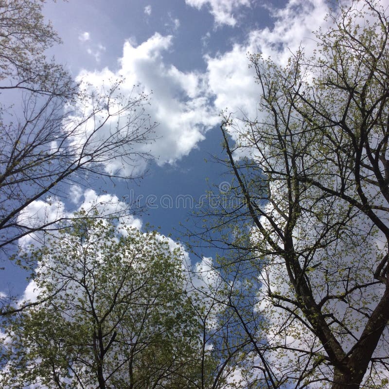 Clouds Spread Beyond Spring Trees Stock Image - Image of fluffy ...