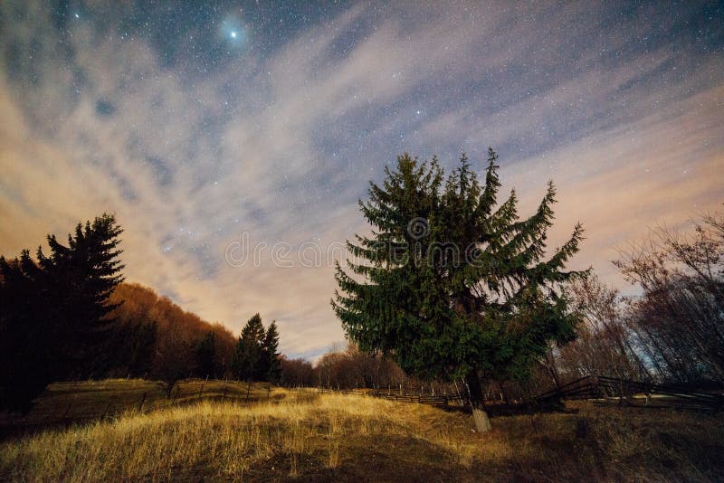 Stars In Night Sky Over Trees Stock Image - Image of view, skies: 61197269