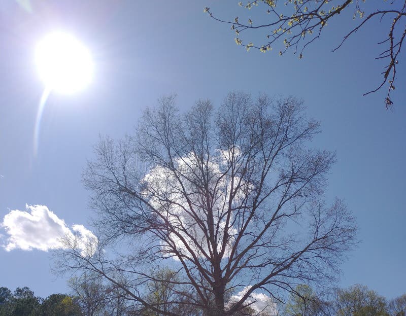 Clouds and Sun Behind Budding Oak Tree Stock Photo - Image of branches, blue: 370615294