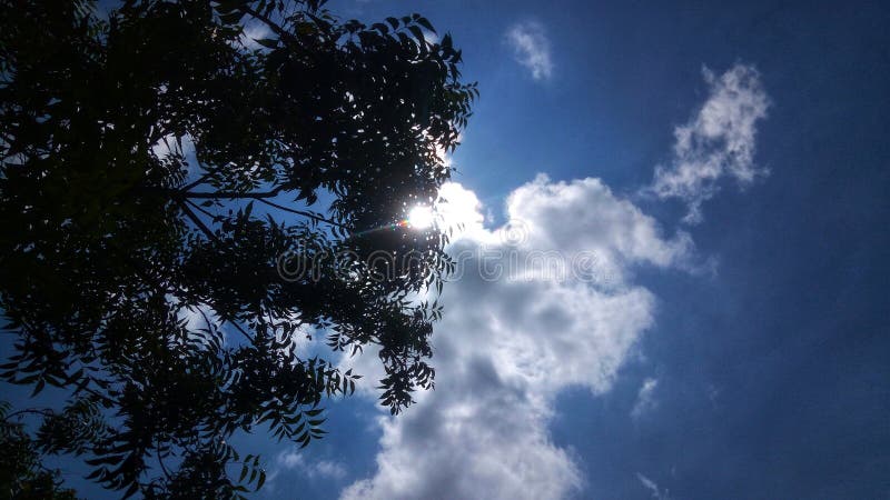 Clouds Tree Sun Blue Sky Leaf Stock Photo - Image of clouds, tree ...