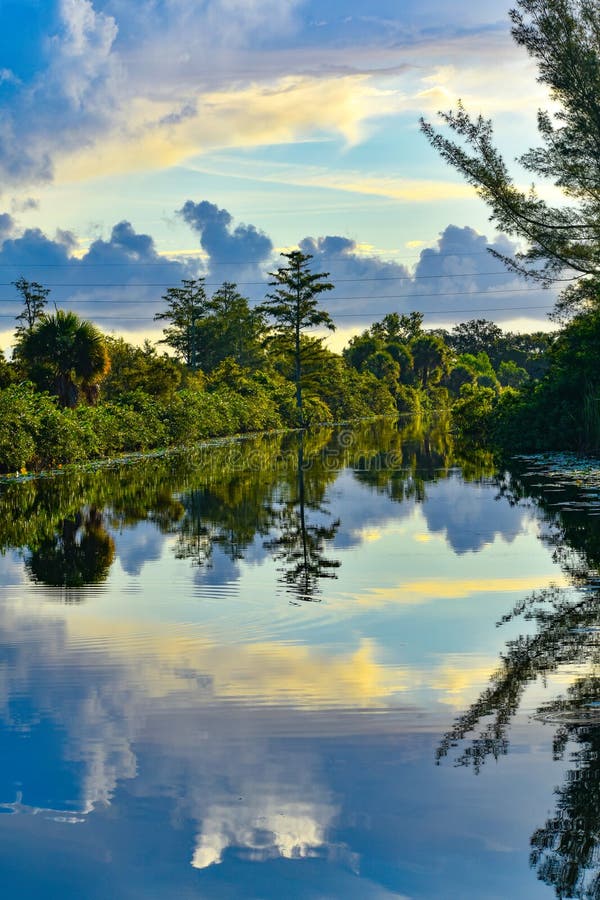 Clouds and Trees Reflecting in Florida Swamp Stock Image - Image of ...