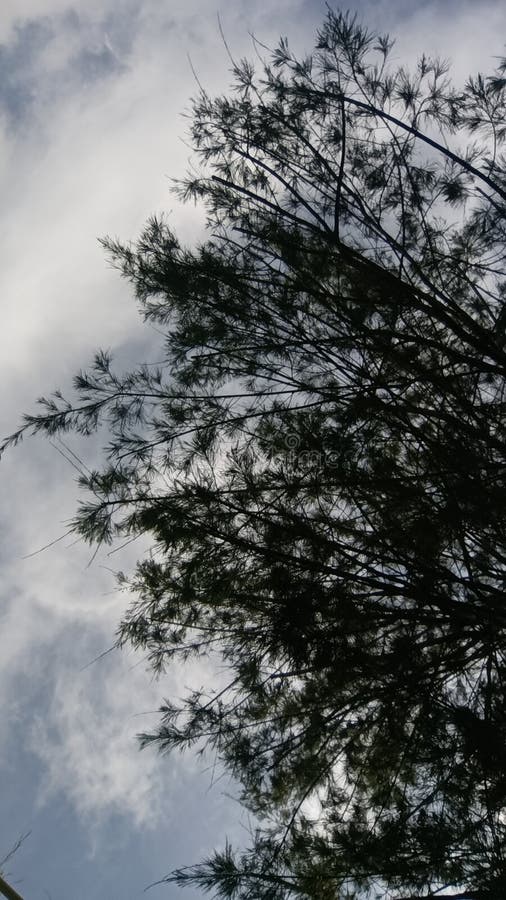 The Clouds and Wind Make the Green Trees Dance Stock Photo - Image of ...