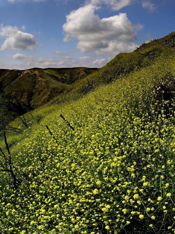 Mountain Flowers and Valley Stock Image - Image of autumn, pink: 1715043