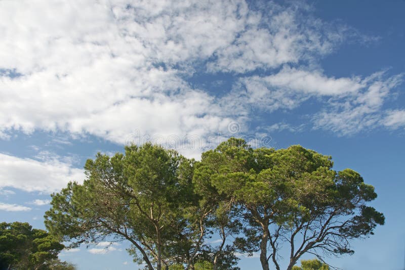 Cloudscape over trees stock image. Image of cloud, scenic - 5590487