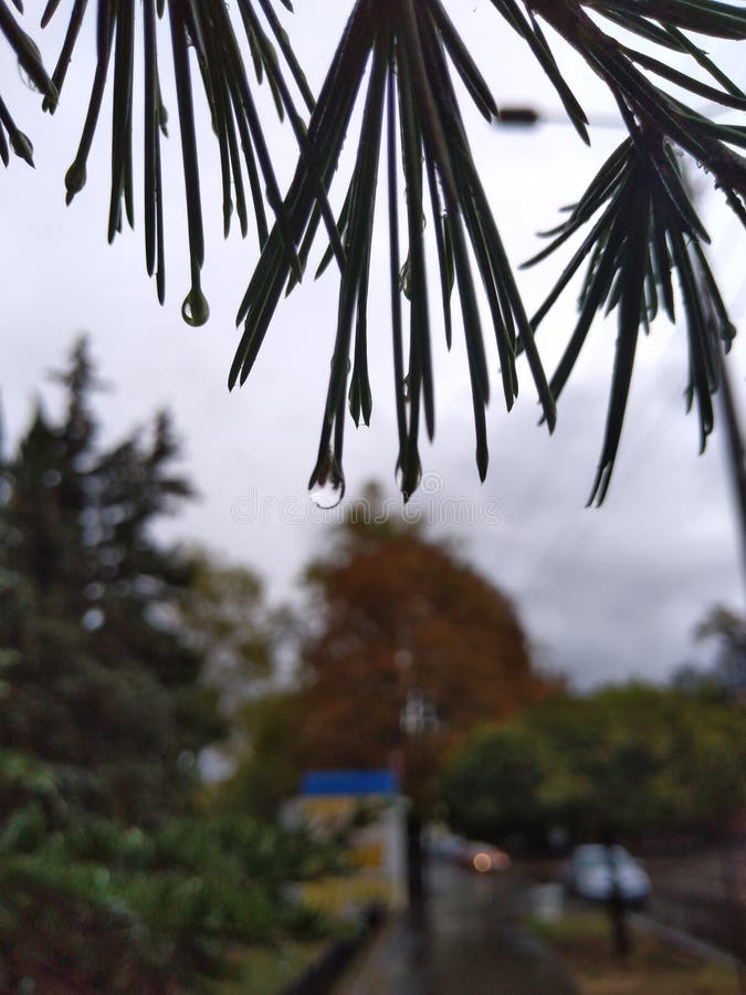 Raindrops on the needles. stock photo. Image of rain - 234890140