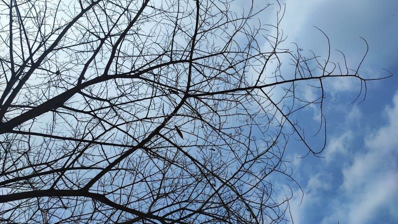 Cloudy Backdrop Behind a Tree S Arid Branches. Stock Image - Image of ...
