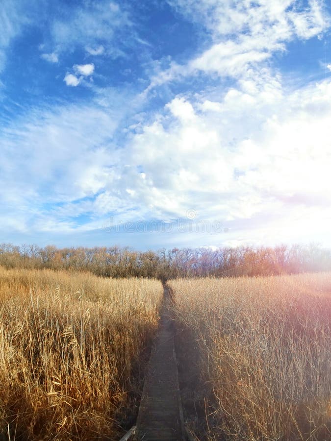 Colorful marshy terrain stock image. Image of reed, golden - 115222529