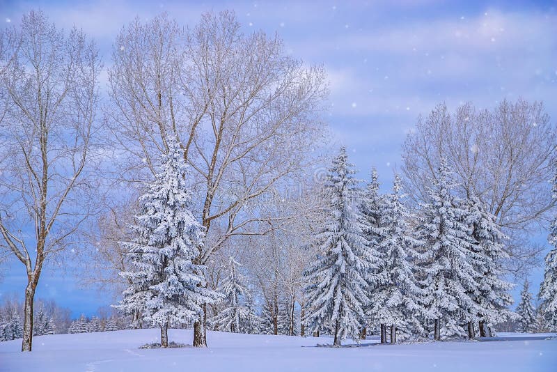 Snow Falling Down in a Winter Park Stock Photo - Image of snowing, tree ...
