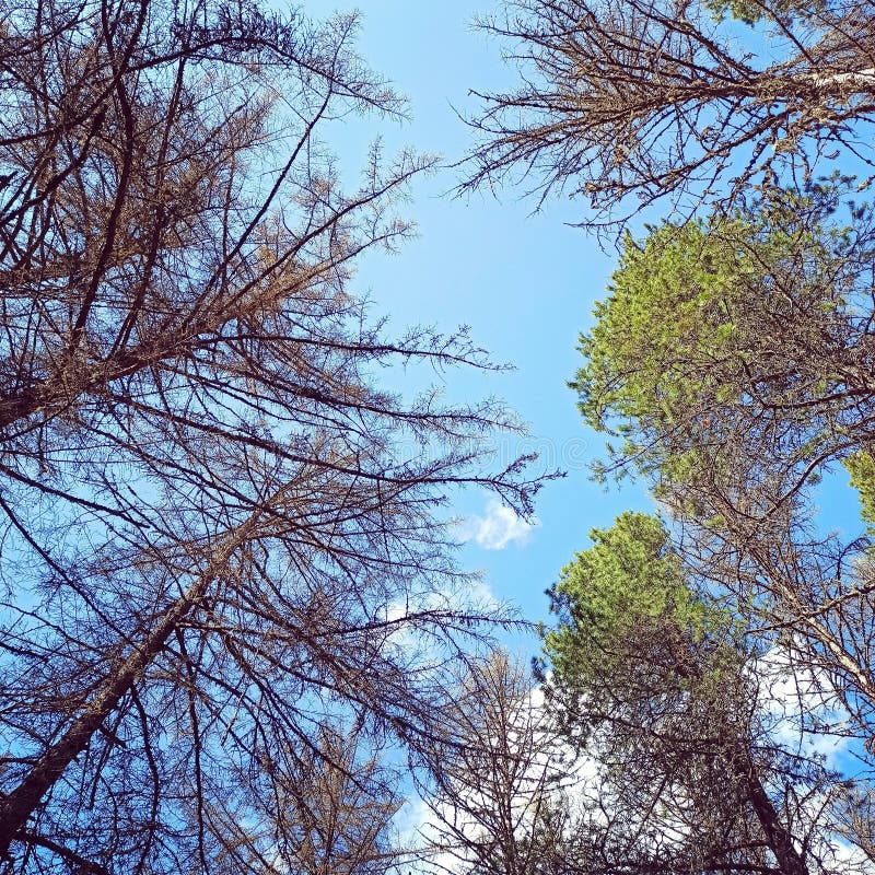 Cloudy blue sky with trees stock photo. Image of trees - 218681168
