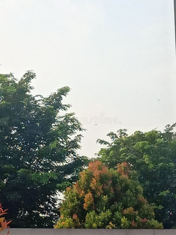 Cloudy Clear Sky with Trees Around Stock Photo - Image of cloudy, trees ...